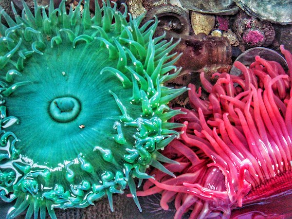 Who Are Abyssal Animals?