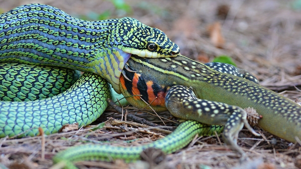 Snakes' Physiology and Anatomy in Detail